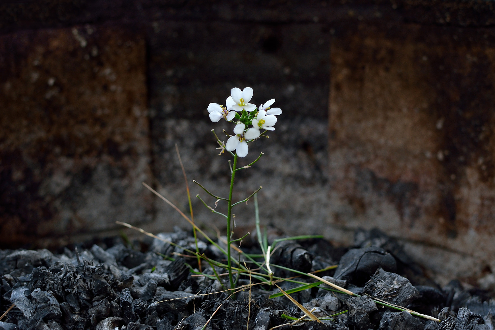Ash Wednesday & (Cosmic) Dust – Happy Lutheran